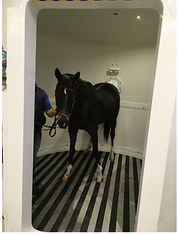 Professional Equine Hyperbaric Oxygen Therapy Chambers - Hyperbaric Store